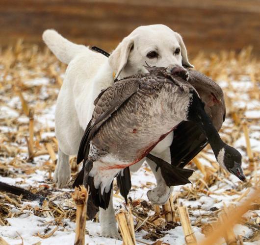 Are bird dogs at risk due to avian influenza? | Pets | judithbasinpress.net