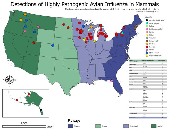 Are bird dogs at risk due to avian influenza? | Pets | judithbasinpress.net