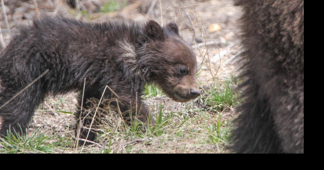 Investigation: grizzly bear cub shot dead in Pondera County | News ...