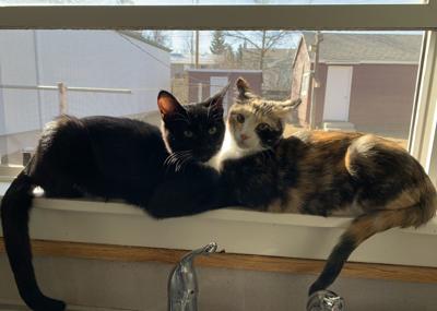 The Postscript by Carrie Classon: Cat Games | Commentary ...