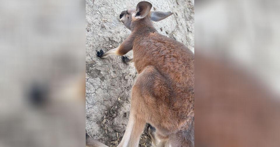 Runaway kangaroo still at large in southeast Kansas after Easter Sunday ...