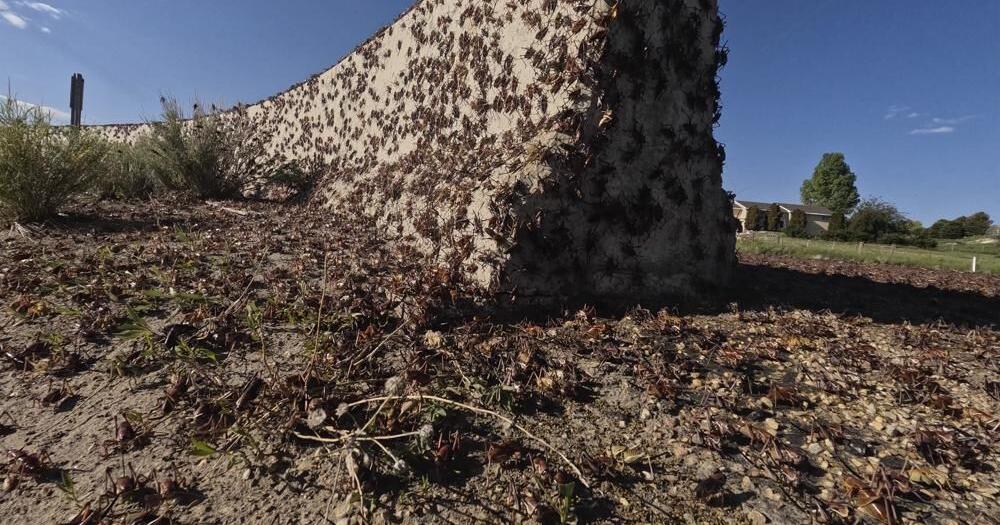 Blood-red crickets invade Nevada town, residents fight back with brooms ...