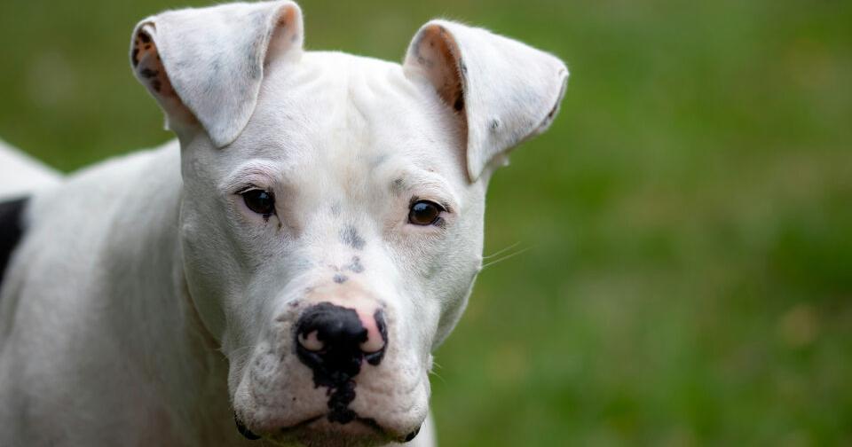 Salina voters to decide on banning pit bulls in special election ...