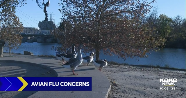 Avian flu arrives in Kansas, Sedgwick County Zoo taking precautions ...