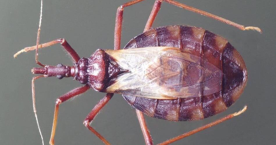 CDC: 'Kissing bugs' reported throughout southern US, appear to be ...
