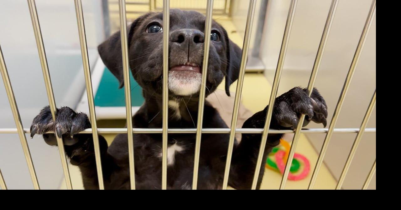 KHS launches community pet health clinic to expand access to affordable ...