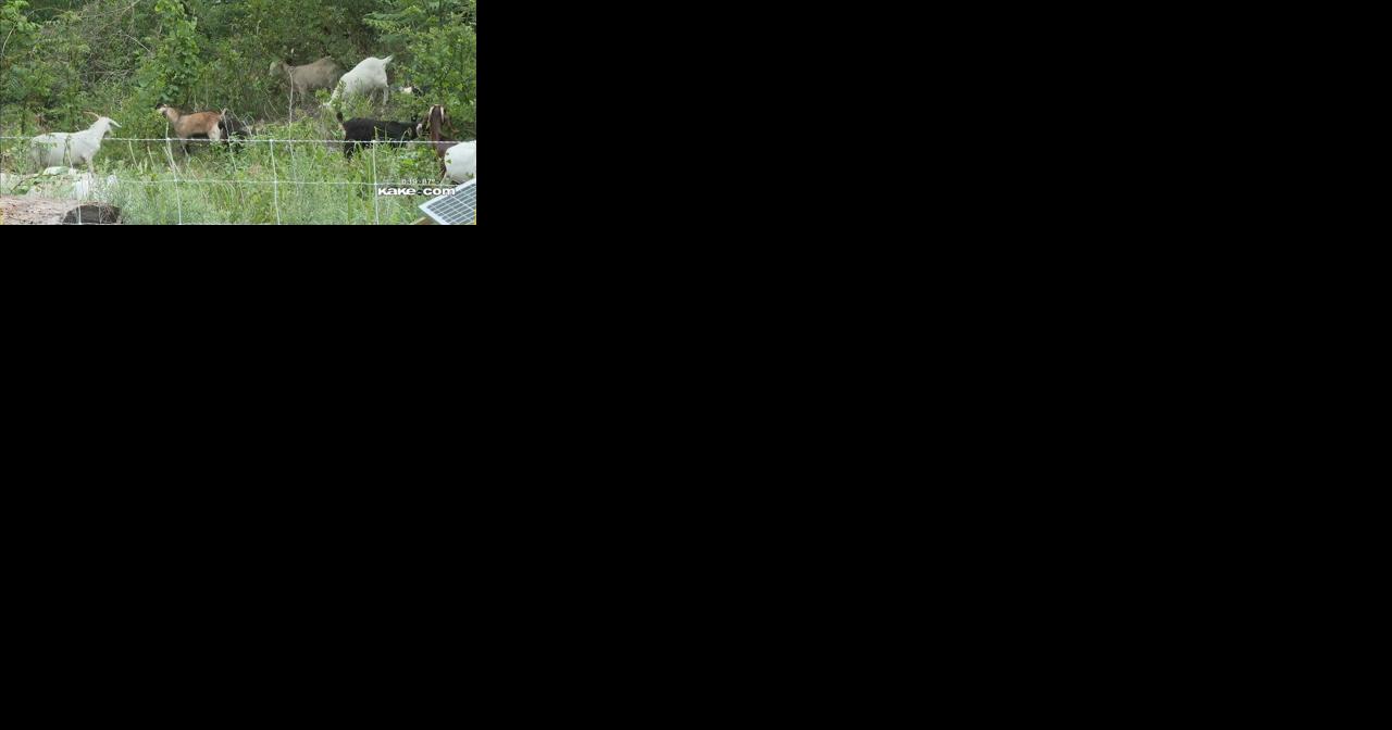 goats clearing brush