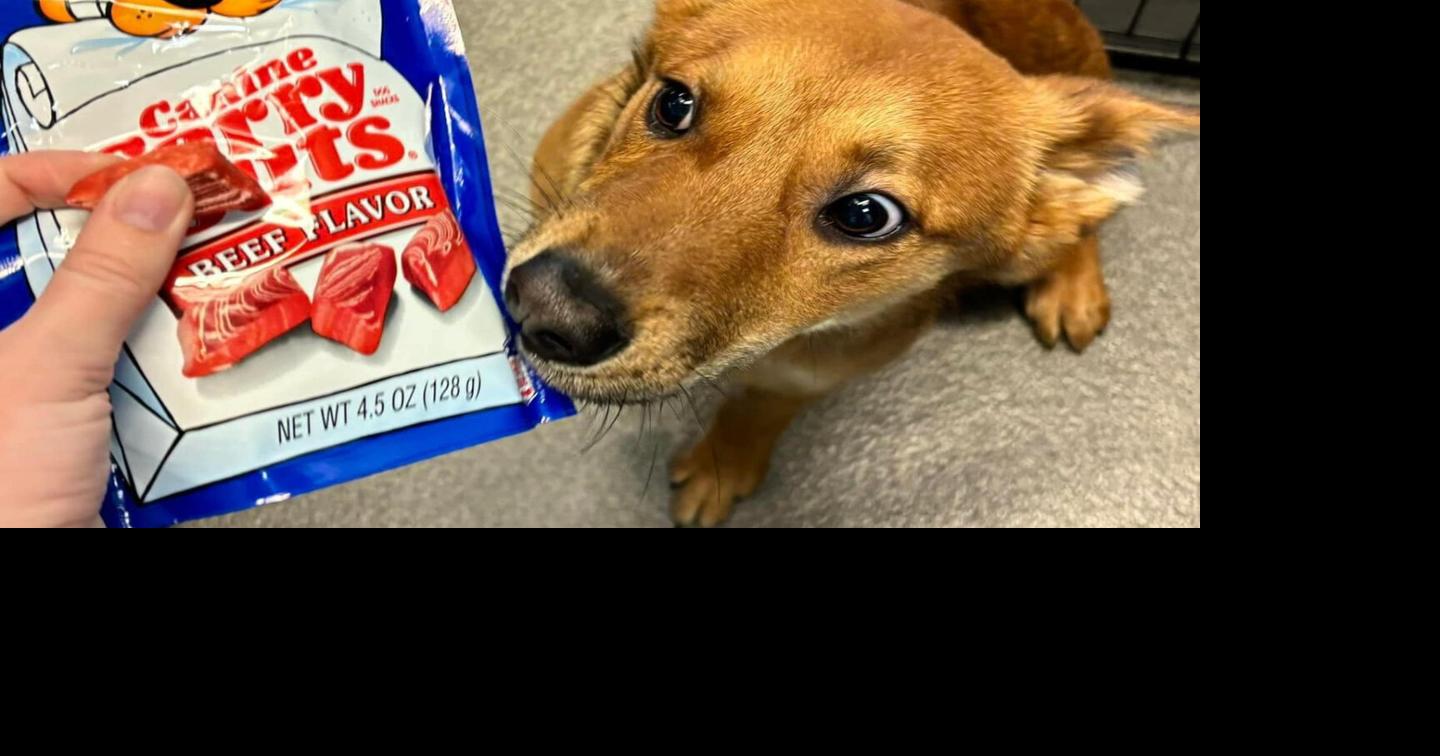 Kansas Humane Society collects over 100 donated boxes and bags filled ...