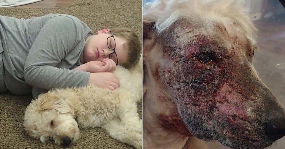 11-year-old autistic boy’s support dog shot and left with no eyesight ...
