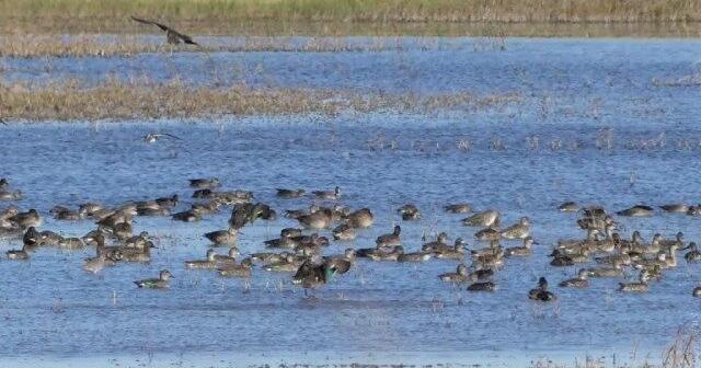 Pipeline spills oil into Kansas creek near Quivira National Wildlife ...