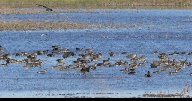 Pipeline spills oil into Kansas creek near Quivira National Wildlife ...