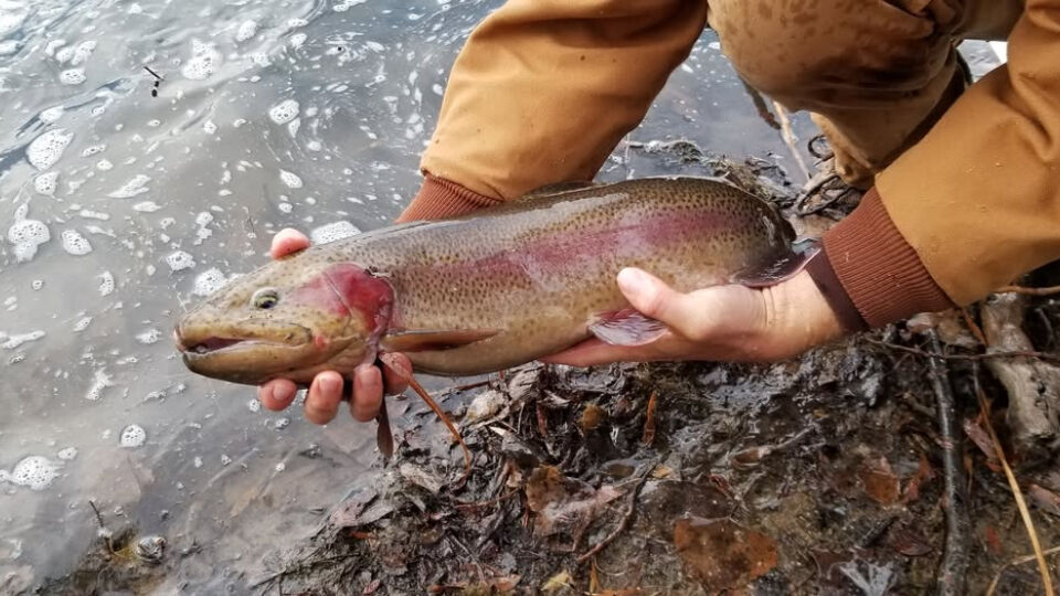 Kansas waters stocked with trout for winter fishing | Trusted News ...