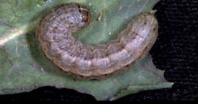 K-State entomologists warn of army cutworm surge in western Kansas ...