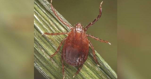 Asian longhorned tick, an invasive tick species, first detected in ...