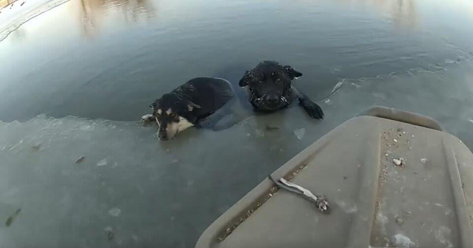 First responders rescue dogs from frozen Kansas pond | Trusted News ...