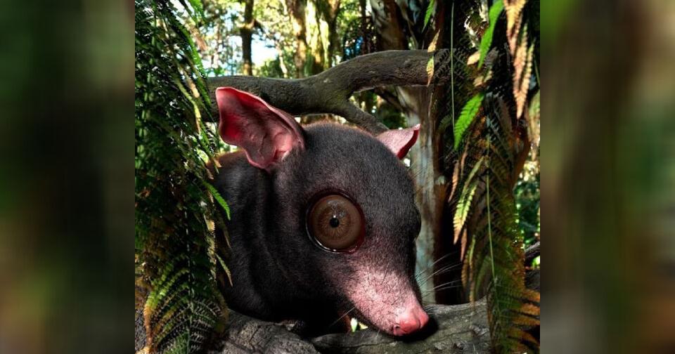 Fossils from giant possum-like mammal that lived 60 million years ago ...