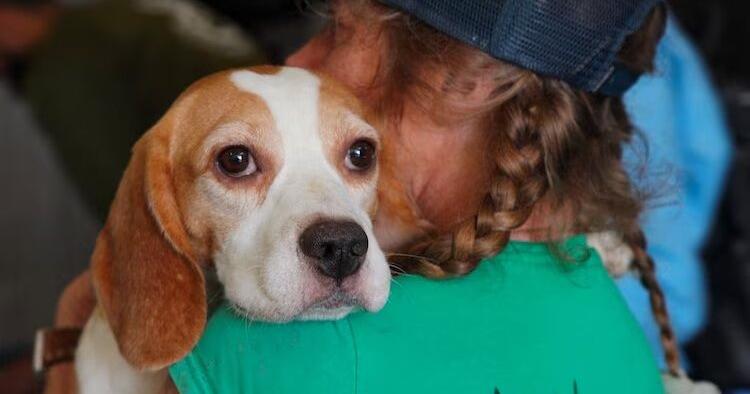 135 more beagles released from Wisconsin research facility | News ...