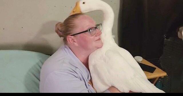 Woman fights to keep emotional support goose: ‘He’s the light of my day ...