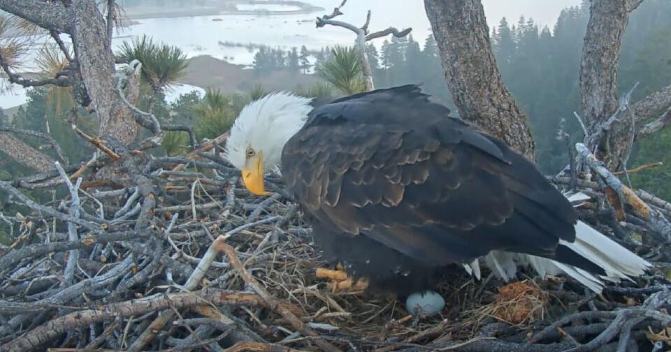 Viral bald eagles Jackie and Shadow welcome 1st egg of 2026 | News ...