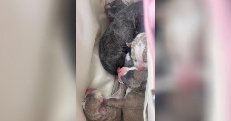 Six abandoned puppies found at McPherson Walmart parking lot, police ...