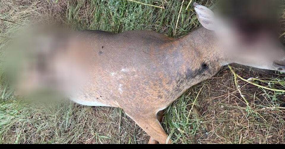 KDWP seeking public's help in Barber County deer poaching | Home | kake.com