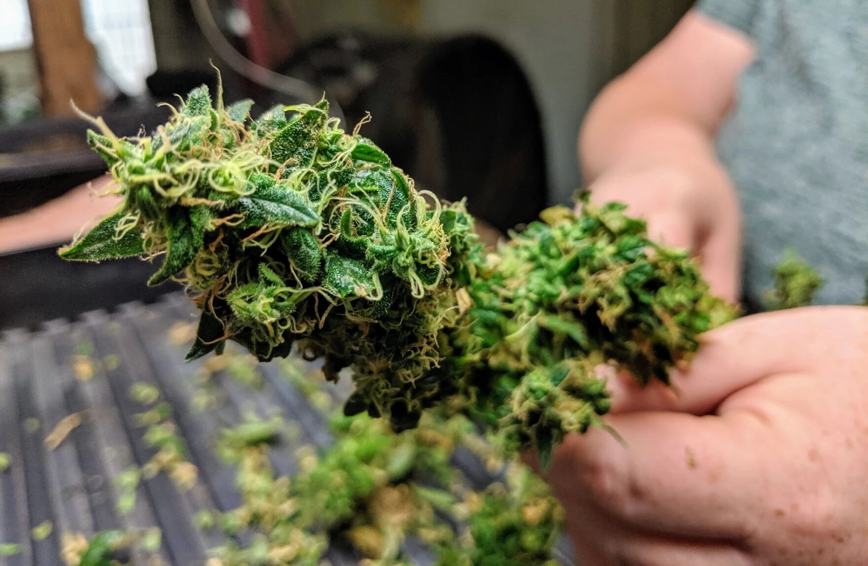 Kansas is one of the top hemp growing states, but a federal change ...