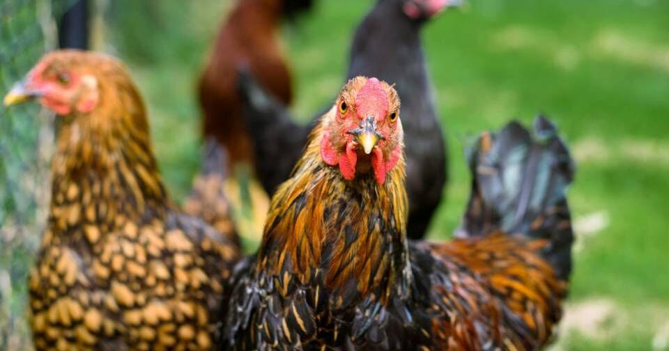 KDA warns poultry owners of pathogenic avian influenza risk | Trusted ...