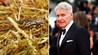 This newly discovered snake species is named for Harrison Ford ...