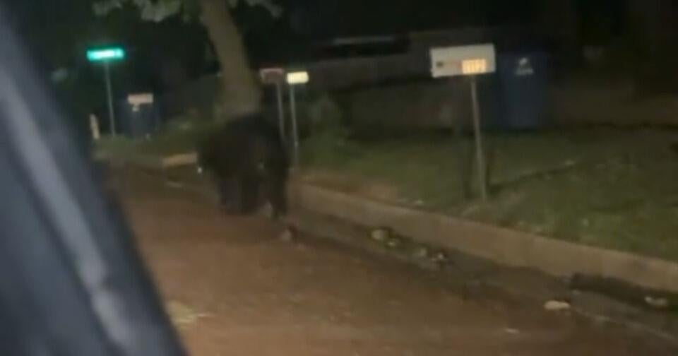 Black bear spotted in southeast Kansas town, residents asked to report ...