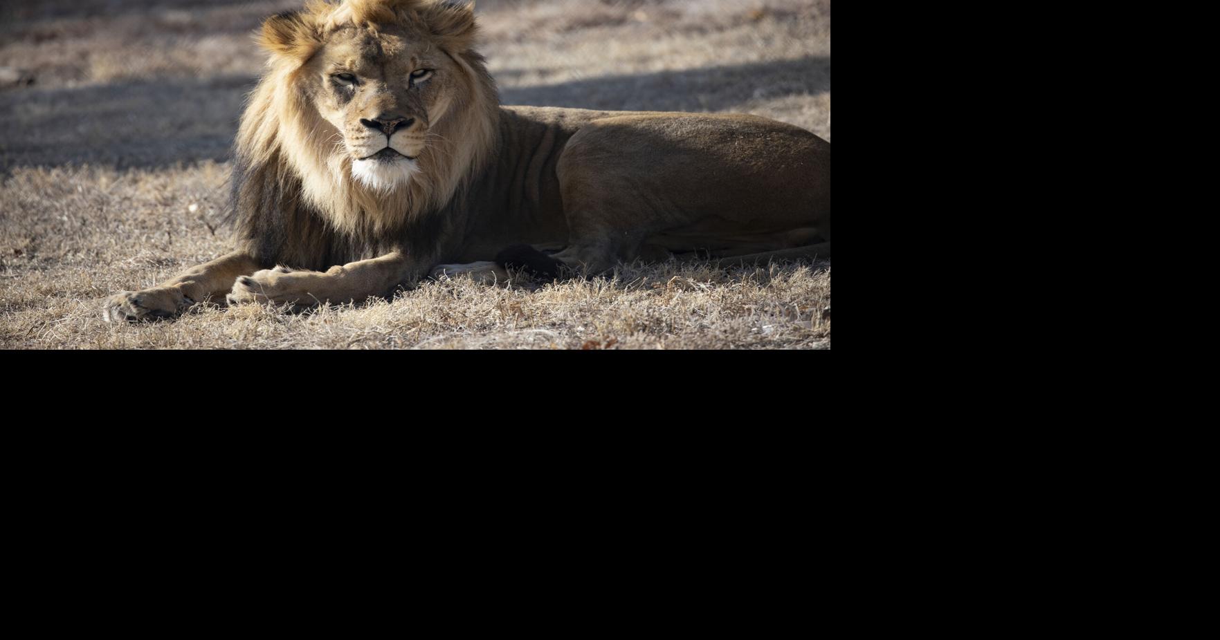 Kansas zoo euthanizes 10-year-old African lion due to failing health ...