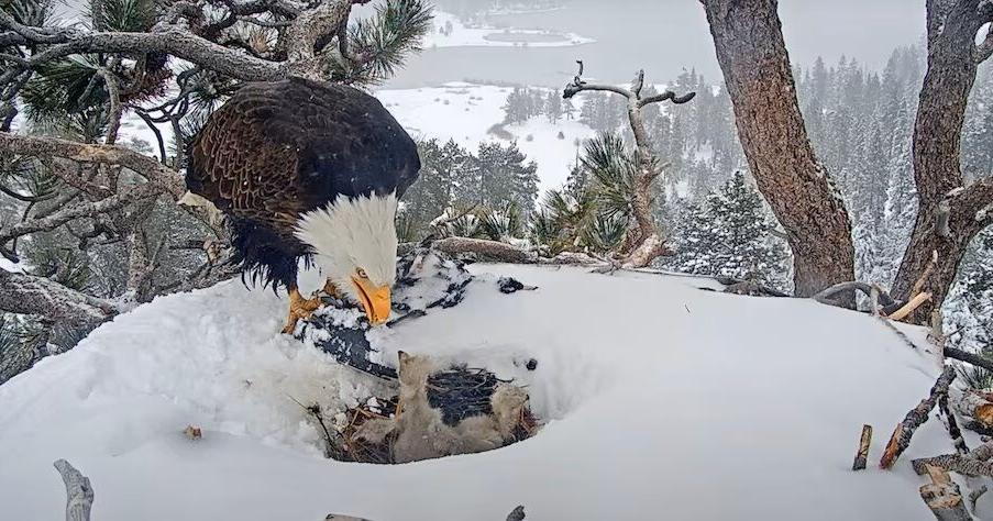 Internet-famous bald eagles Jackie and Shadow's chick dies amid winter ...