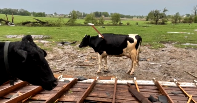 Cow survives getting impaled by lumber during tornado | Video | kake.com