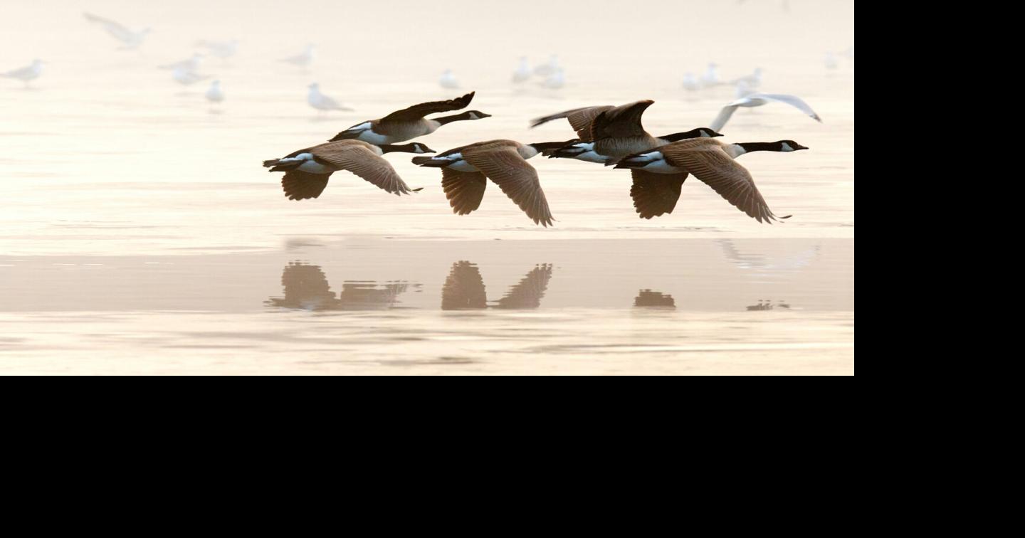 Salina confirms Highly Pathogenic Avian Influenza (HPAI) in geese ...