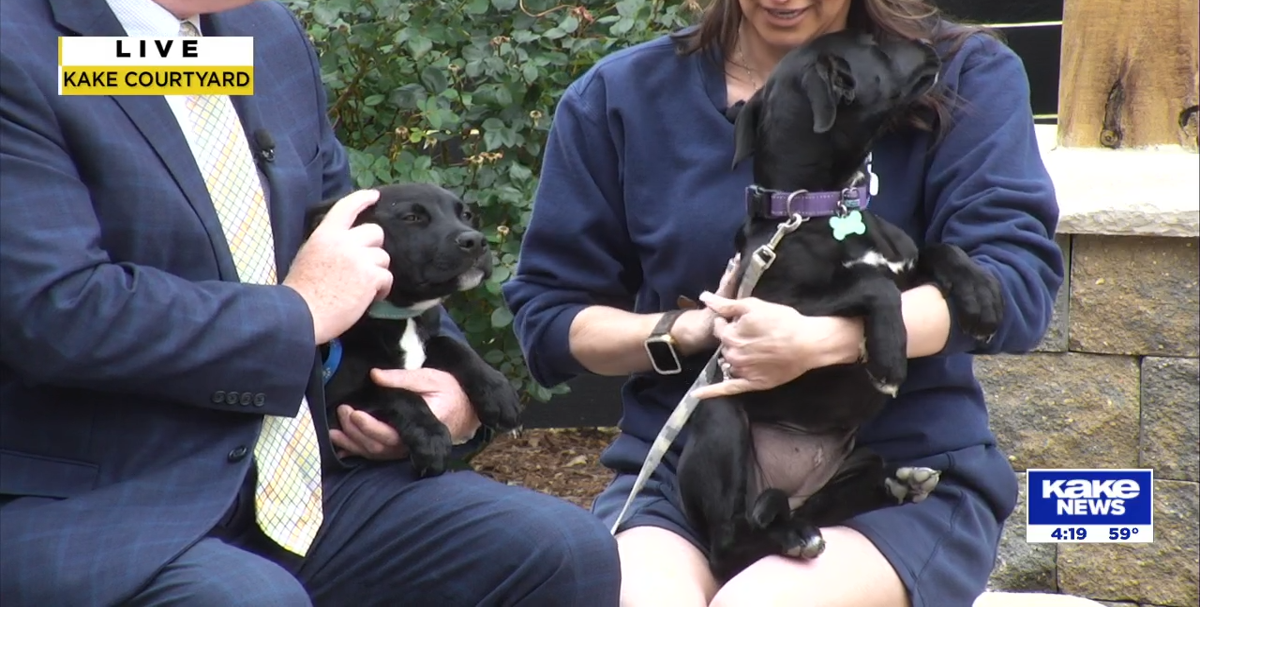 WAAL Pet of the Week: Luke and Leia | Video | kake.com
