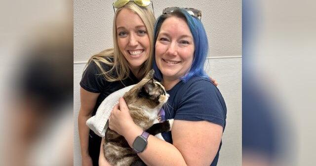 Owners reunited with pet cat they accidentally shipped with Amazon ...