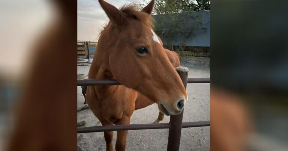 Kansas family mourns beloved horse killed after barn collapses during ...