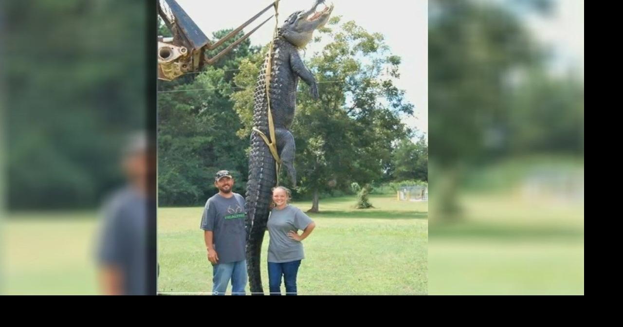 Georgia man catches record-breaking 14-foot alligator | Stories | kake.com