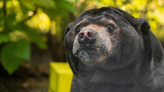 Topeka Zoo mourns loss of HoHo, the oldest living sun bear in North ...