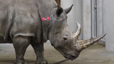 Scientists successfully transfer 1st test tube rhino embryo | Stories ...