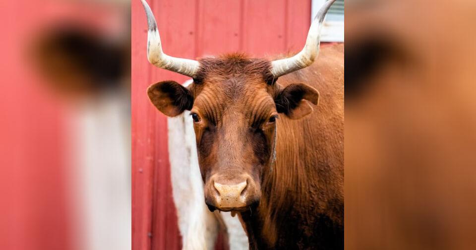 Sedgwick County Zoo says goodbye to beloved cow | Trusted News Source ...