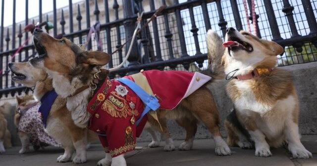 Corgis parade outside Buckingham Palace to remember Queen Elizabeth II ...