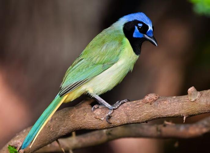 First known rare hybrid bird between green jay and blue jay spotted in ...