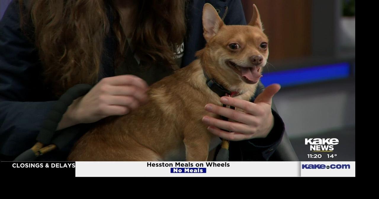 Pet Pals: Meet Cream Puff! | Video | kake.com