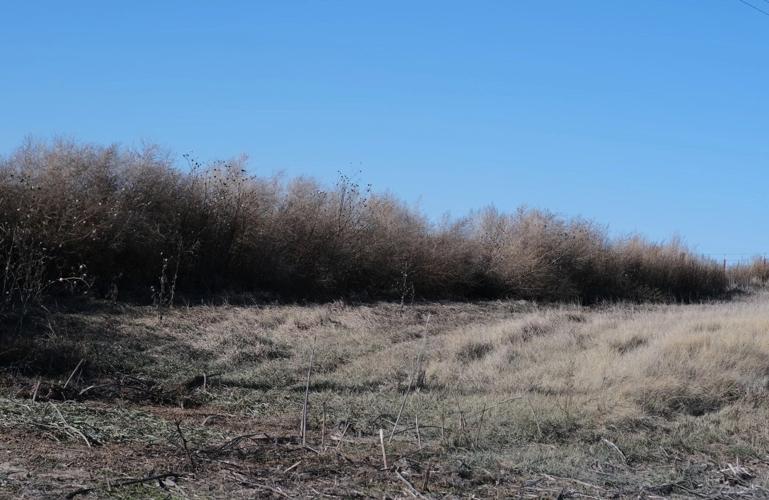 In Kansas, tumbleweeds are an icon of the Plains. They’re also an ...