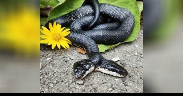 Two-head snake recovering from surgery at Saint Louis Zoo | Offbeat ...