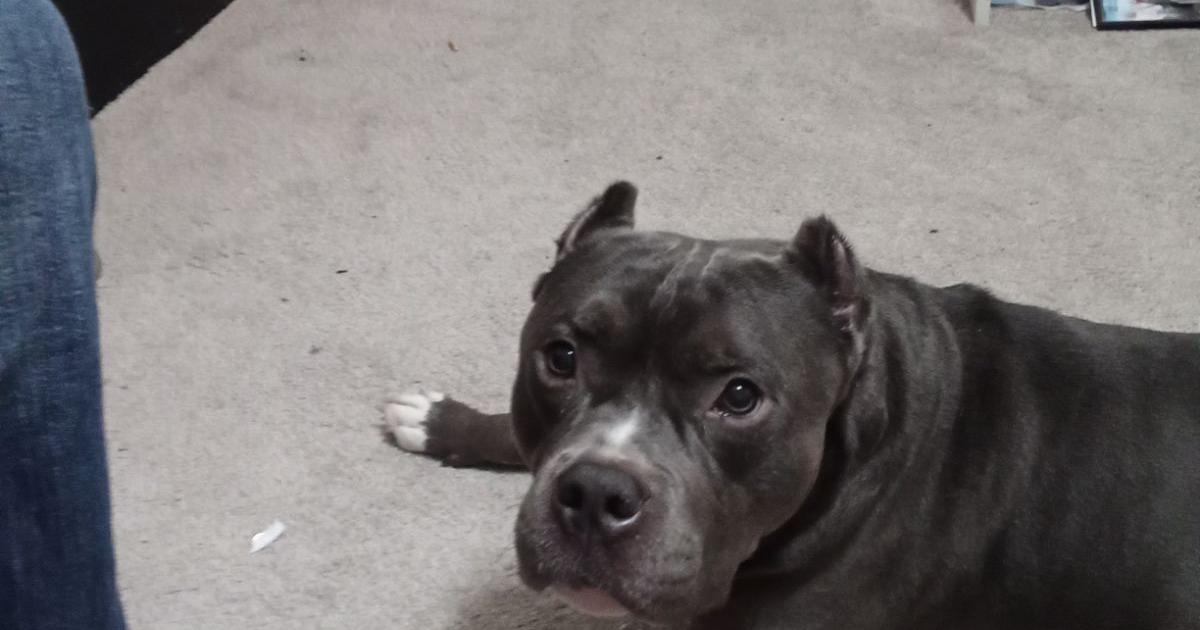 'No questions asked:' Local couple begs community for stolen service ...