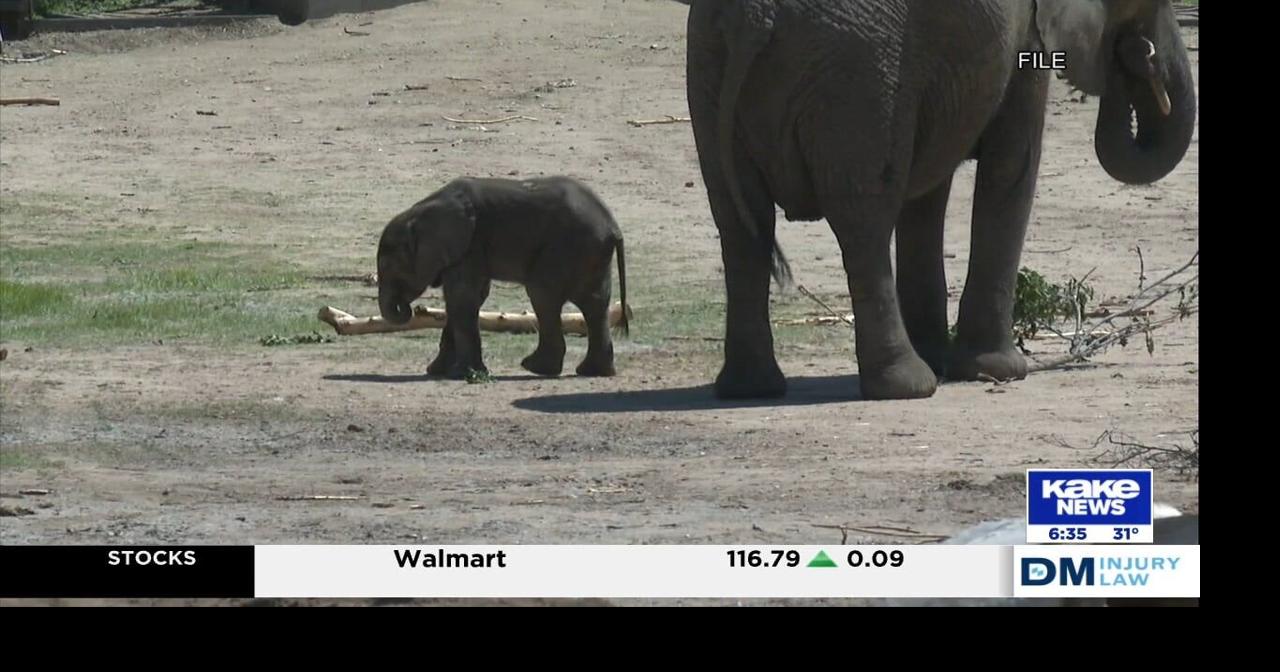 Sedgwick County Zoo brings awareness to AI animal content | Trusted ...