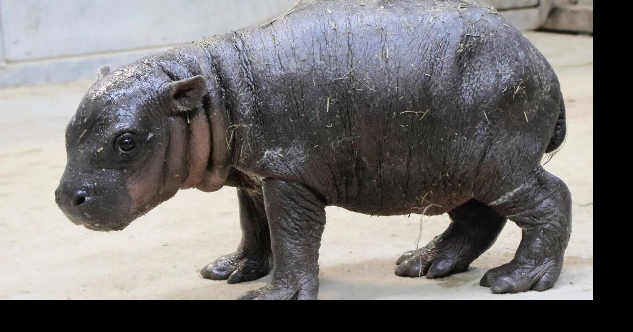 Critically endangered pygmy hippo born at Tanganyika | Stories | kake.com