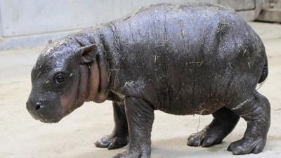 Critically endangered pygmy hippo born at Tanganyika | Stories | kake.com