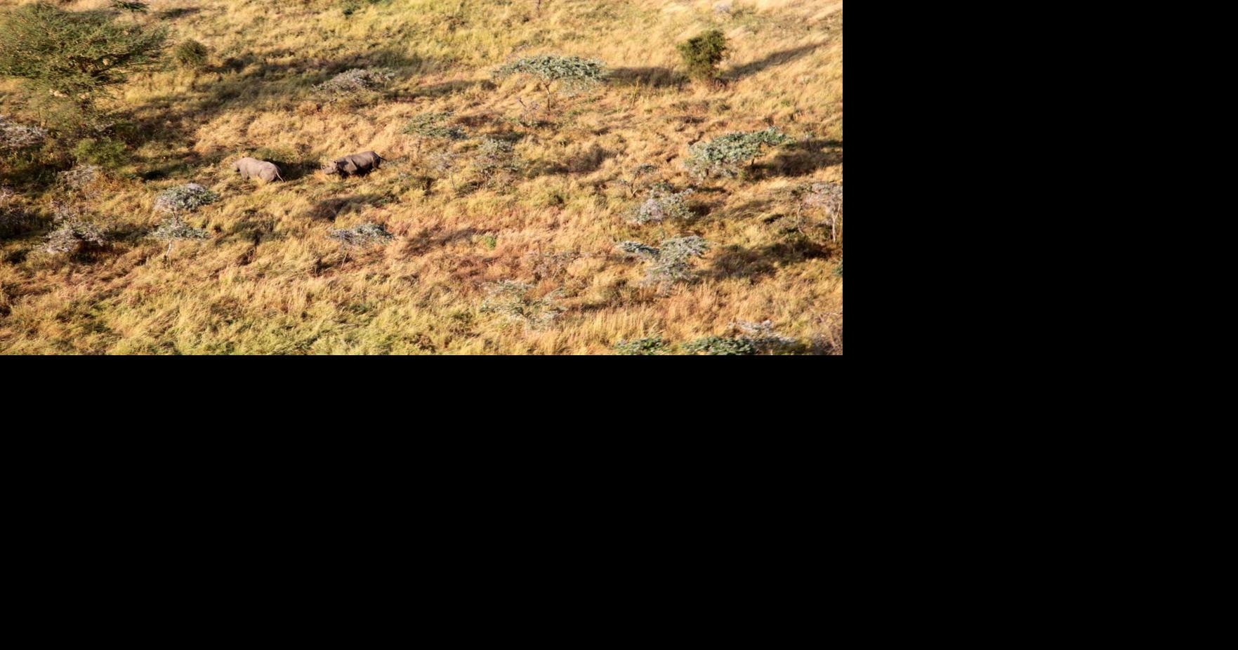 Wild birth of critically endangered black rhino in Kenya dubbed ...